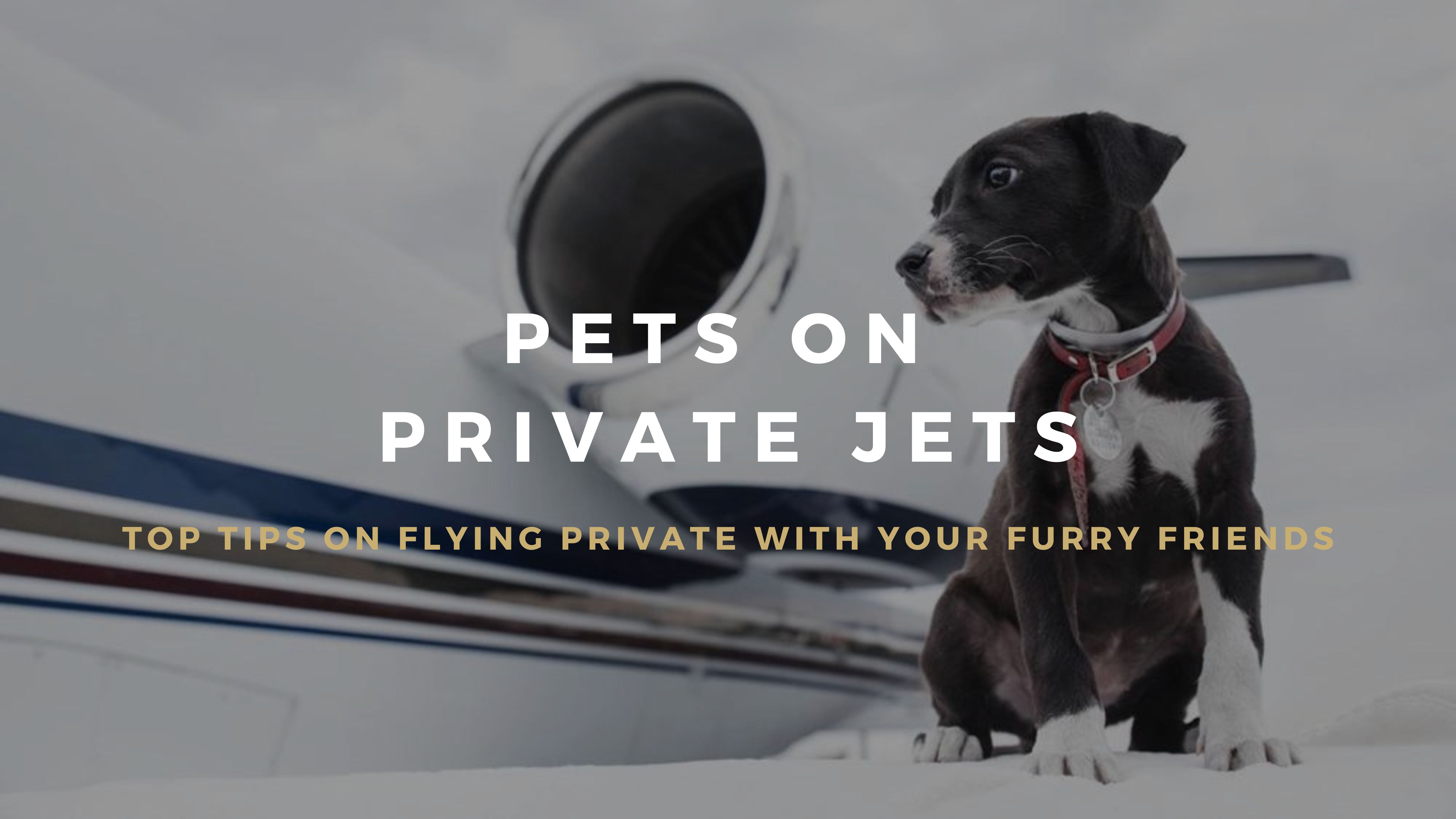 SHY Aviation | Private Jet Broker